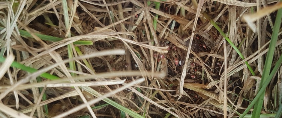 Chinch Bug | Turf Systems